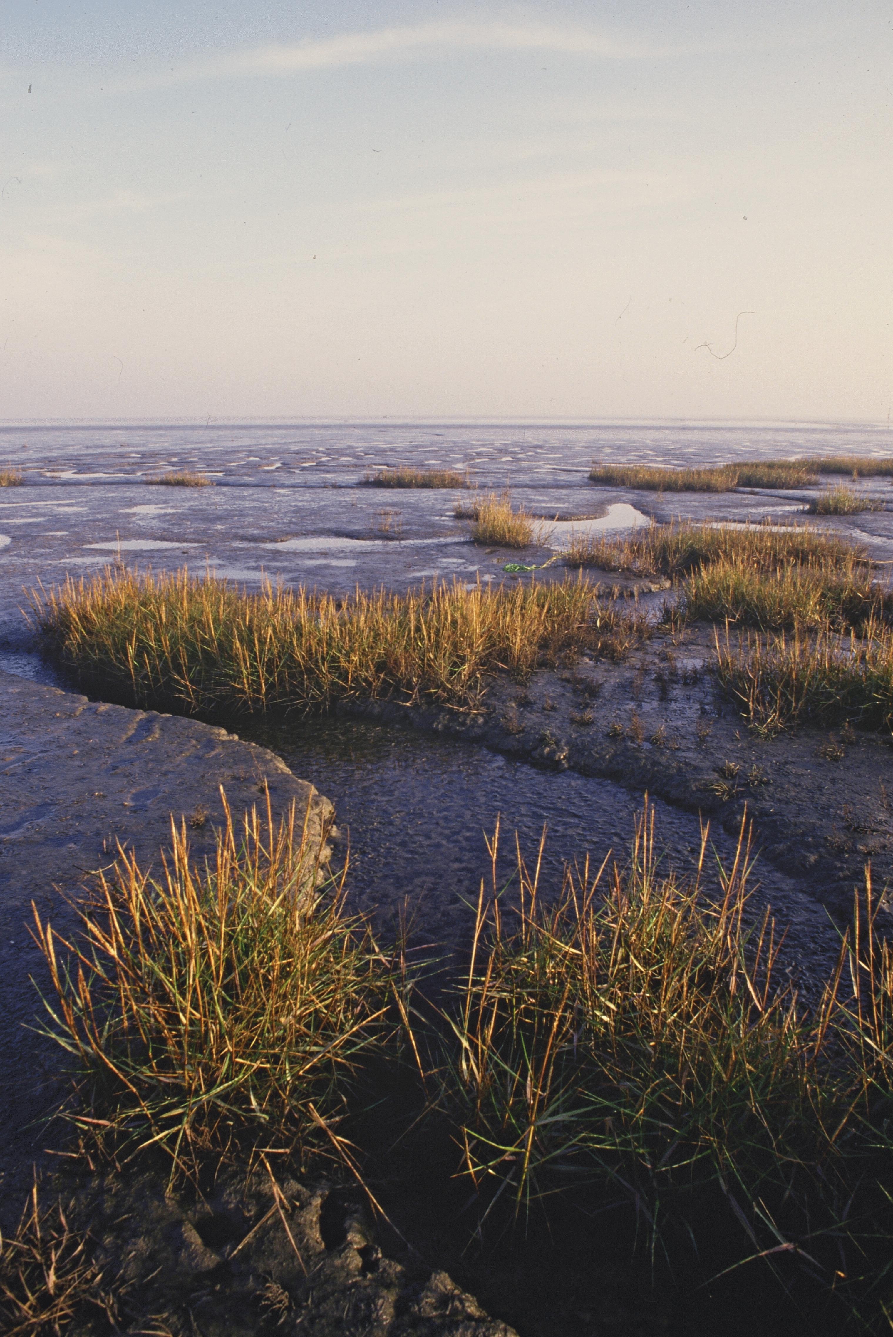The Secrets of Saltmarsh – Jack's Conservation Blog